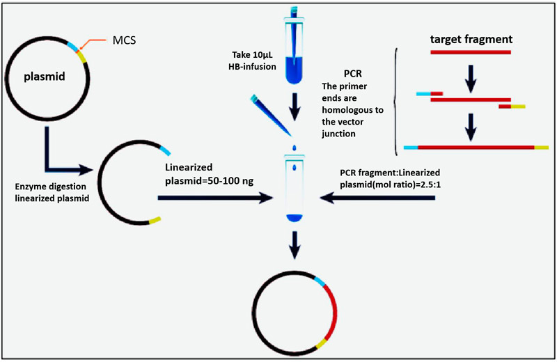 Seamless Cloning Kit: Hanbio